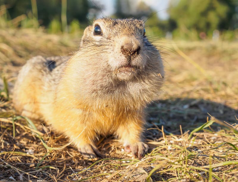 A Gopher is Looking at Camera in a Grassy Meadow. Close-up Stock Image ...