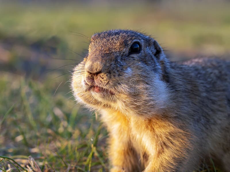 Gopher is Looking at Camera in the Lawn. Portrait, Close-up Stock Photo ...
