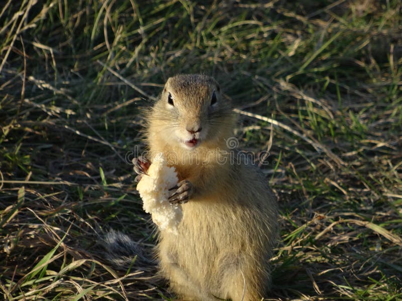 Gopher is looking for food stock image. Image of gray - 122342393