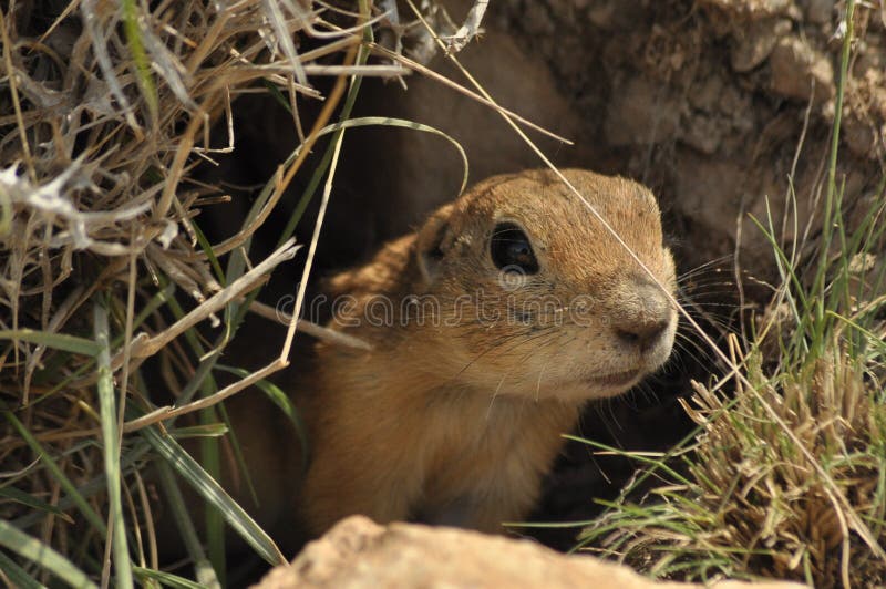Gopher Looking Out Burrow Danger To Life Turkey Stock Photos - Free ...
