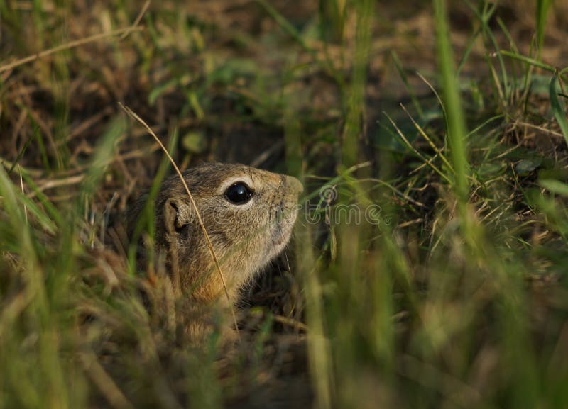 Gopher Looks Out of the House in the Evening at Sunset Stock Photo ...
