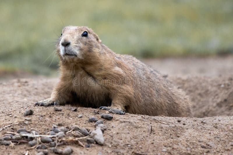 Gopher Looks Shyly Out of His Den Stock Photo - Image of animals ...