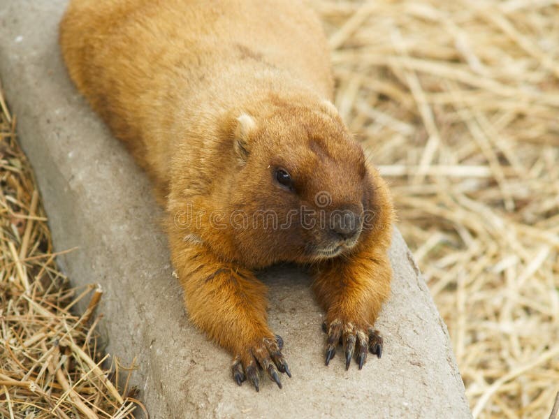 Gopher Lying on the Ground. Stock Photo - Image of attentive, look: 3474992