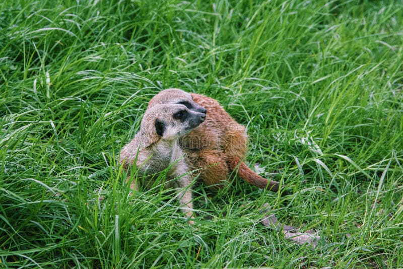 Gopher Mating Games in Thick Green Grass. Stock Image - Image of green ...