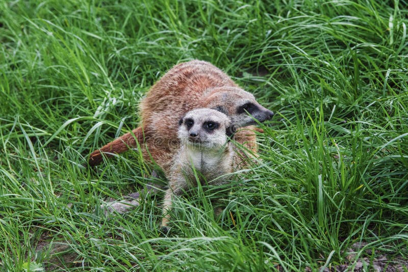 Gopher Mating Games in Thick Green Grass. Stock Photo - Image of green ...