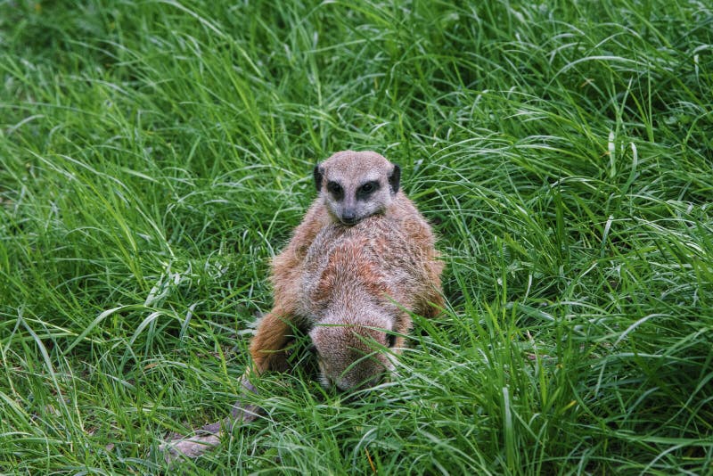 Gopher Mating Games in Thick Green Grass. Stock Photo - Image of games ...