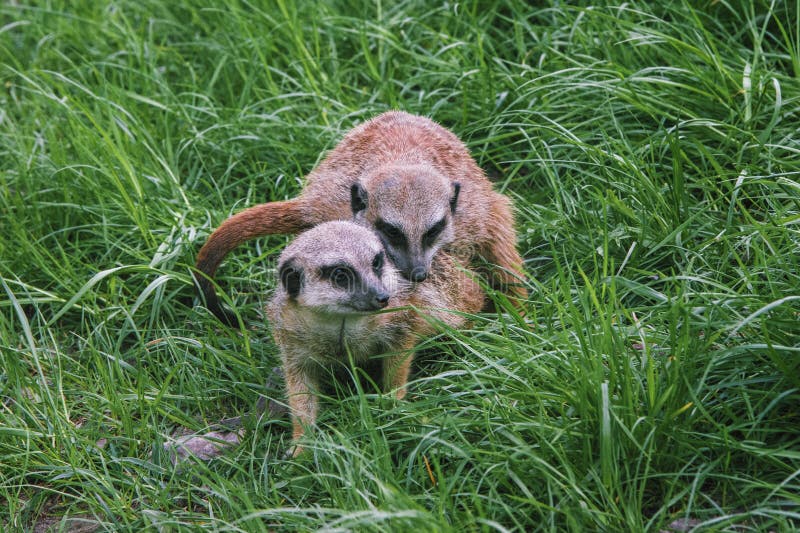 Gopher Mating Games in Thick Green Grass. Stock Image - Image of game ...