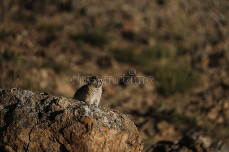 A Gopher in the Mountains Cautiously Peeks Out from Behind a Rock Stock ...