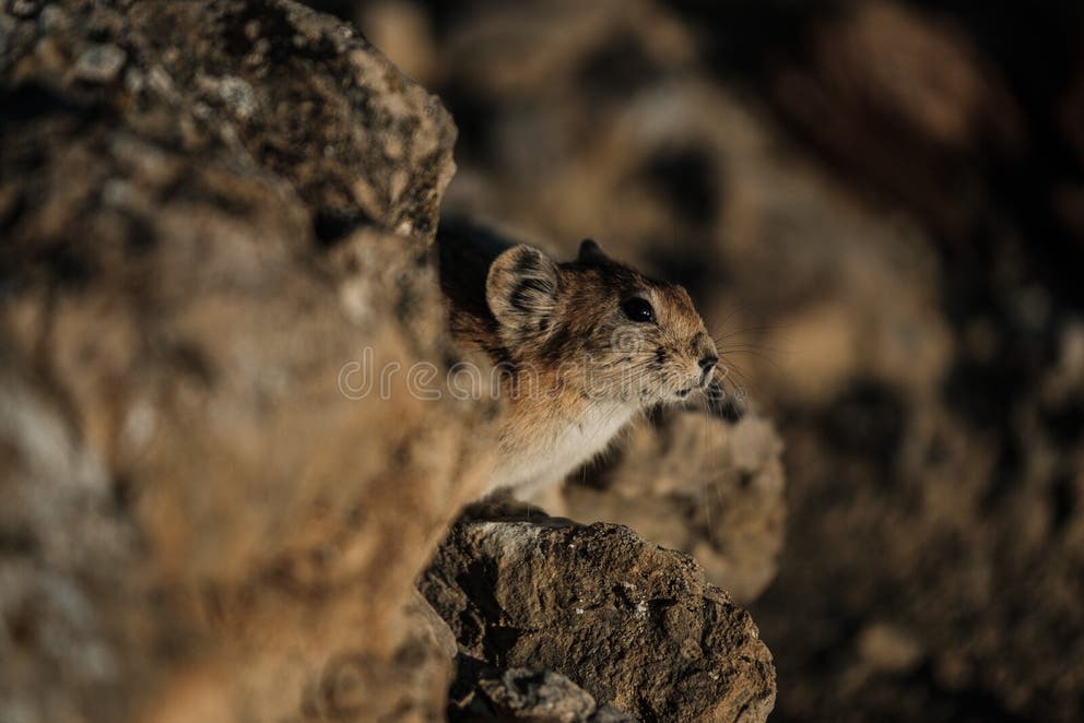 A Gopher in the Mountains Cautiously Peeks Out from Behind a Rock Stock ...