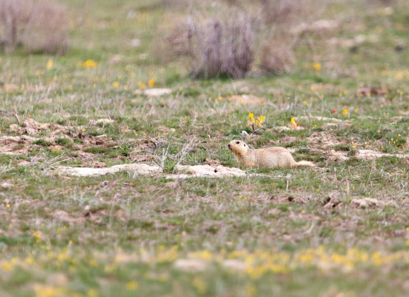 Gopher Outdoors stock image. Image of field, brown, animal - 108615261