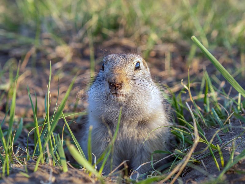 Gopher is Peeking Out of a Hole in the Lawn. Portrait, Close-up Stock ...