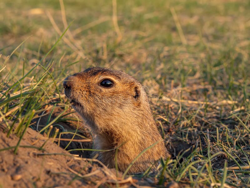 Gopher is Peeking Out of a Hole in the Lawn. Portrait, Close-up Stock ...