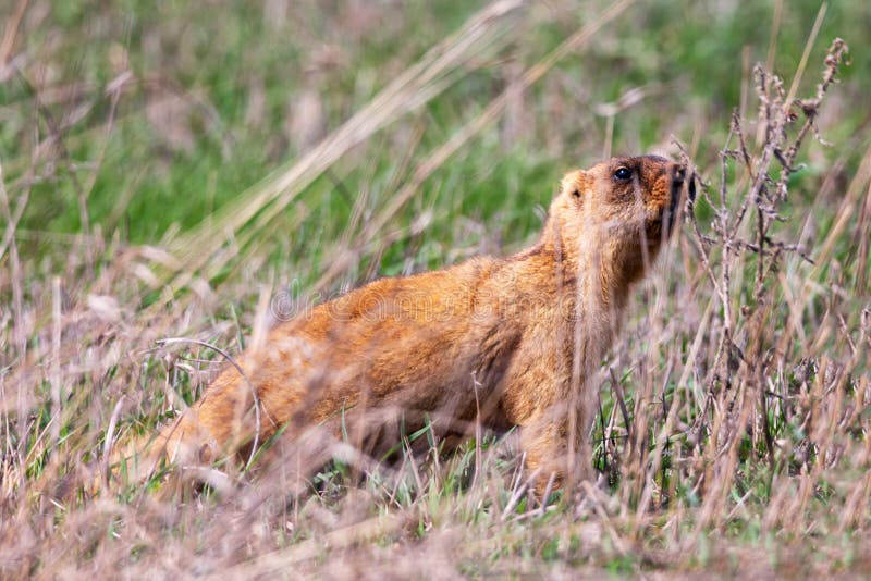 382 Funny Gopher Face Stock Photos - Free & Royalty-Free Stock Photos ...