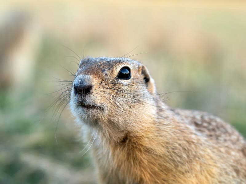 Gopher Portrait on the Lawn. Close-up Stock Image - Image of ground ...