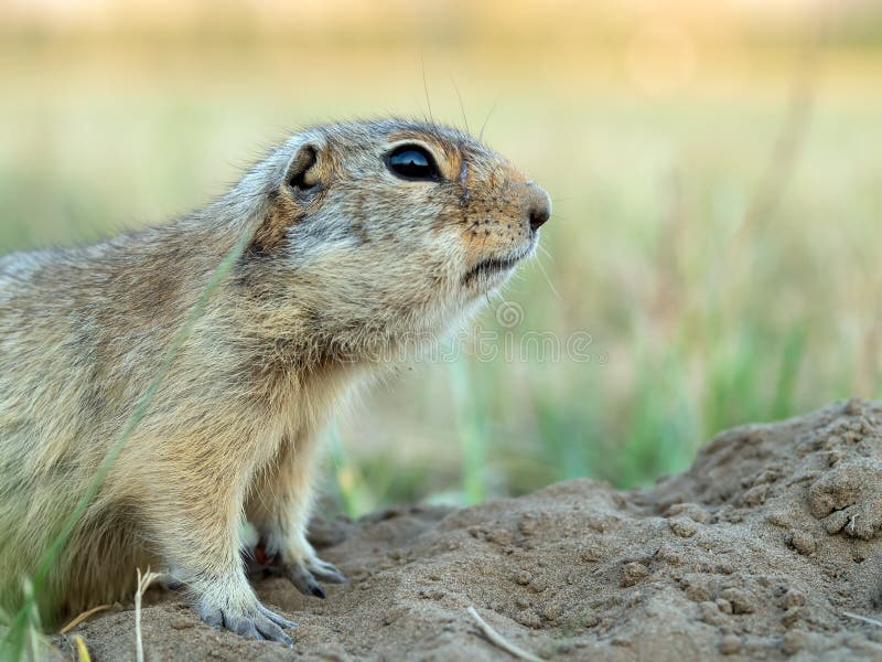 Gopher Portrait on the Lawn. Close-up Stock Image - Image of ground ...