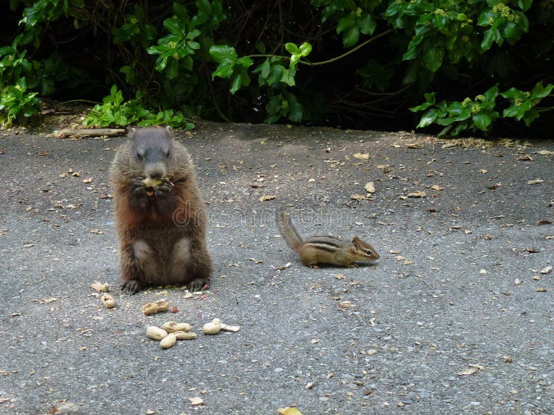 Gopher and Shipmunk stock image. Image of outdoot, flora - 62906101