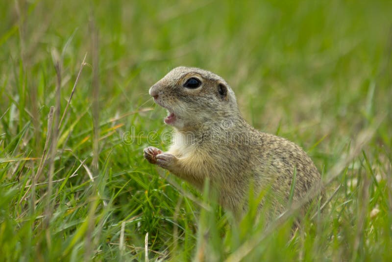 Gopher stock image. Image of format, eyes, full, funny - 40505211