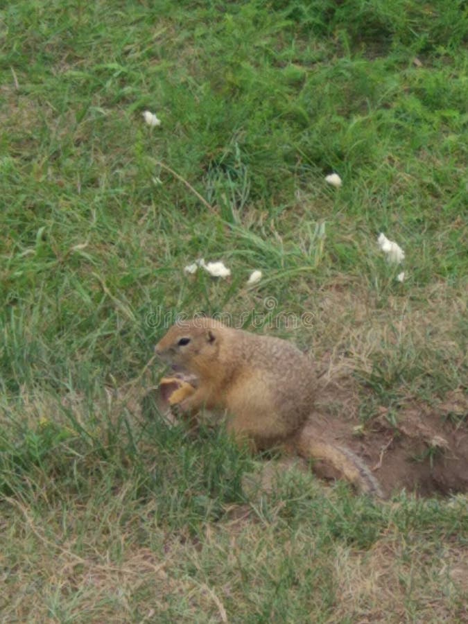 Gopher stock photo. Image of forest, animal, gopher, summer - 98559564