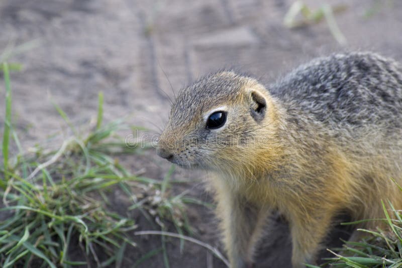Gopher stock image. Image of gopher, wild, siberian - 101779009