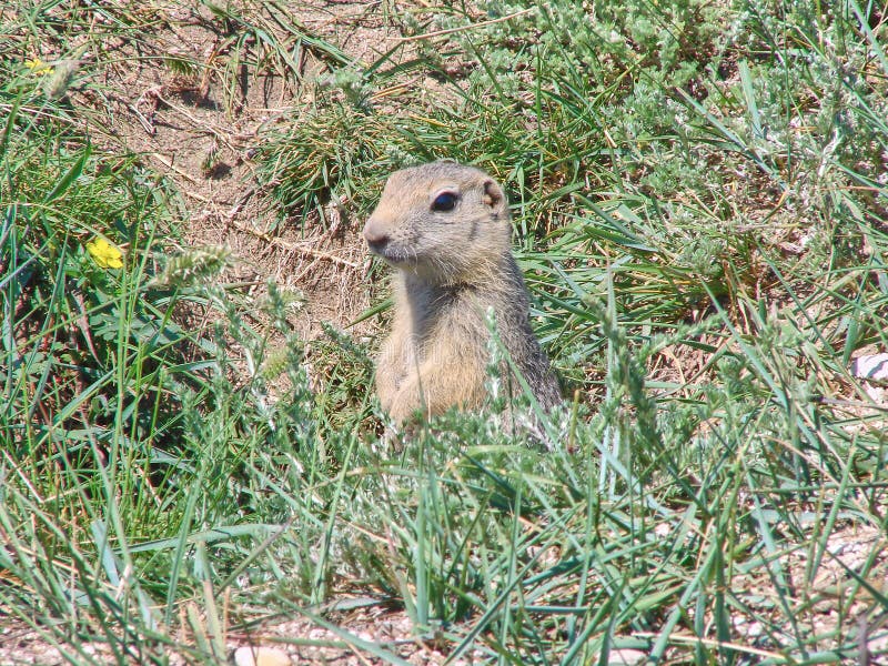The Gopher Sits in a Hole among a Green Grass Stock Photo - Image of ...
