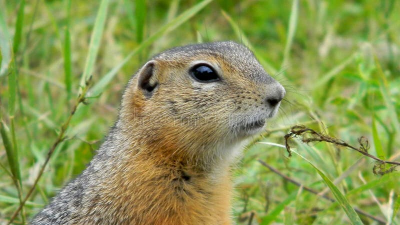 Gopher Rat Stock Photos - Download 142 Royalty Free Photos