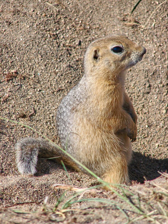 The Gopher Sits on Sand and Looks Forward Stock Photo - Image of nature ...