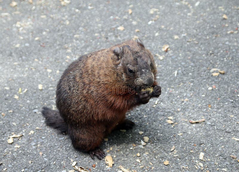 Gopher stock image. Image of wildlife, nature, food, mammal - 62906167