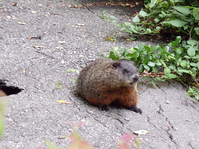 Gopher stock photo. Image of animal, gopher, tree, bush - 284189324