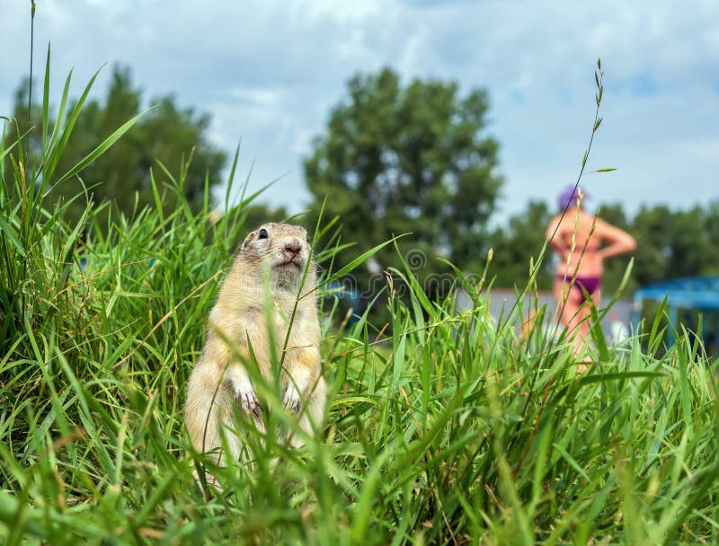 Gopher is Sitting on the Lawn in Deep Grass. Close-up Stock Image ...