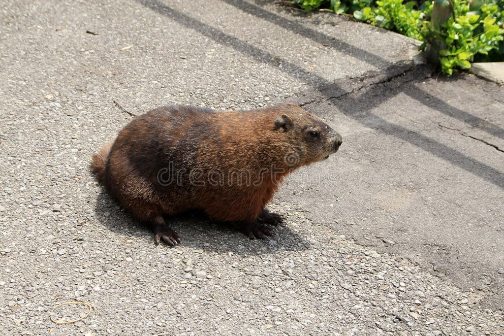 Gopher stock image. Image of mammal, leaves, gopher - 135759773