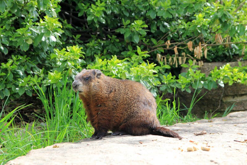 Gopher stock photo. Image of gopher, wildlife, summer - 153770040