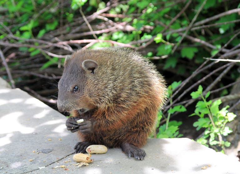 Gopher stock image. Image of wildlife, leaves, sitting - 62906197