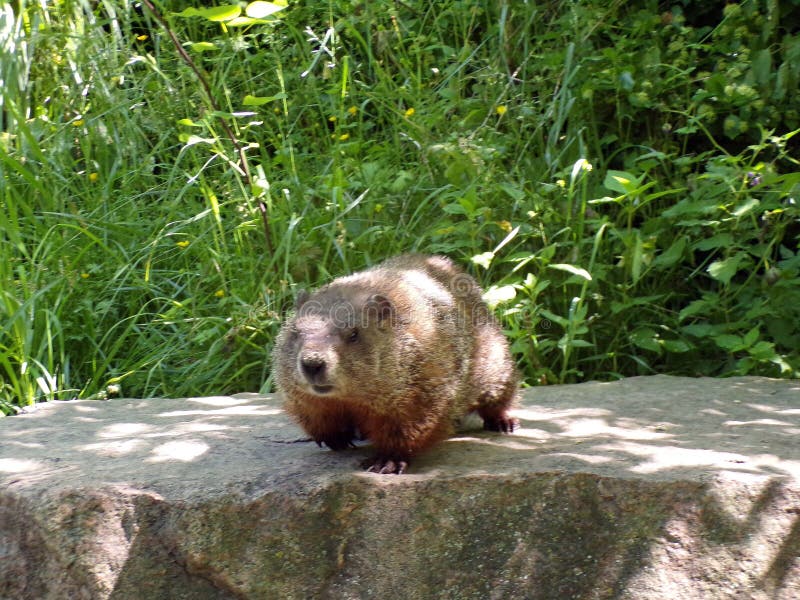Gopher stock image. Image of stone, plant, grass, gopher - 322937183