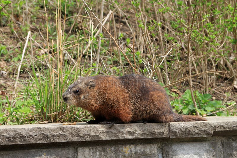 Gopher stock image. Image of animal, stone, mammal, grass - 135760191