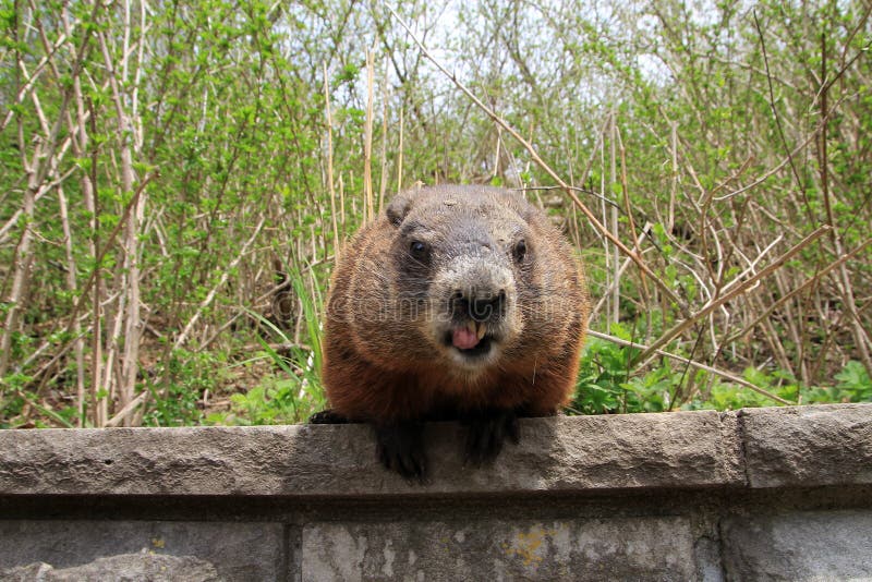 Gopher stock image. Image of gopher, stone, fence, fauna - 135760393