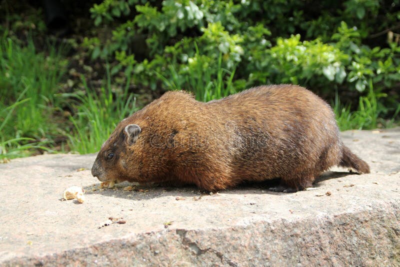 Gopher stock image. Image of summer, wildlife, outdoor - 153770105