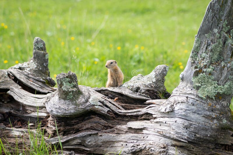 A gopher sitting on a tree stock photo. Image of tree - 324705826