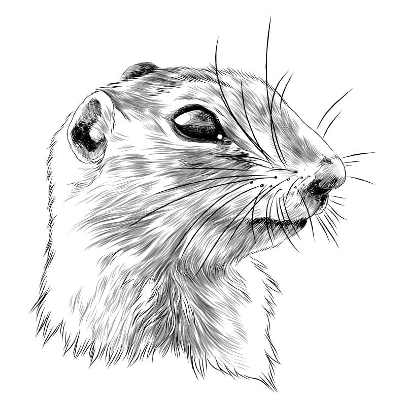 Gopher Head Stock Illustrations – 124 Gopher Head Stock Illustrations ...