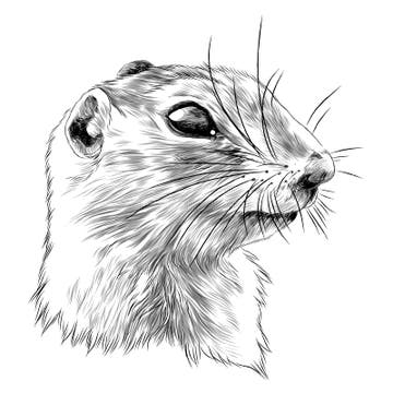 Gopher Sketch Stock Illustrations – 179 Gopher Sketch Stock ...