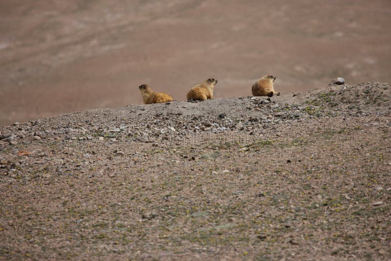 Gopher Small African Mammal Animal Stock Image - Image of wild, nature ...