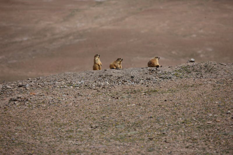 Gopher Small African Mammal Animal Stock Image - Image of people, wild ...