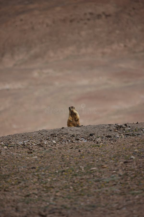 Gopher Small African Mammal Animal Stock Photo - Image of land, head ...