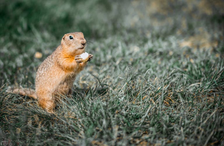 Gopher stock image. Image of beauty, eats, grace, play - 96493901