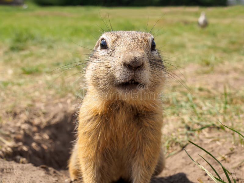 Gopher is Smiling and Looking at the Camera on the Lawn. Close-up Stock ...