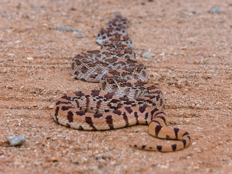 Gopher Snake from Behind stock image. Image of snake - 292456227