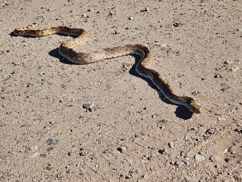 Gopher Snake Hunting for Prey on Arizona Road Stock Image - Image of ...