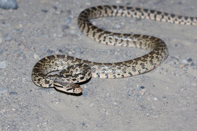 Gopher Snake on a Rock stock photo. Image of sunshine - 30868292