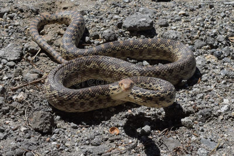Gopher Snake Poised To Stike Stock Photo - Image of gopher, strike ...