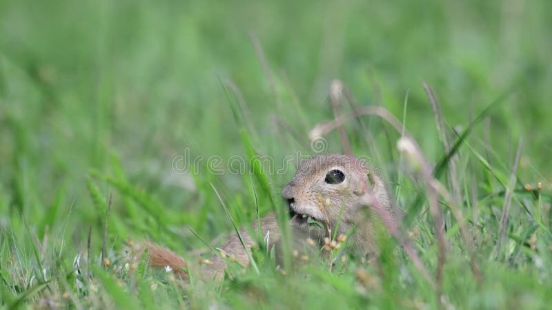 Gopher Spermophilus Pygmaeus Gopher is Hiding in the Grass Stock Video ...