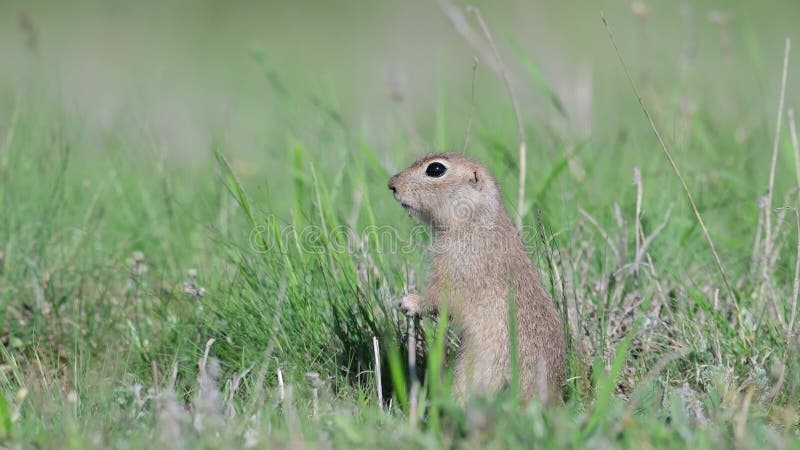 Gopher Spermophilus Pygmaeus Gopher is Hiding in the Grass Stock ...